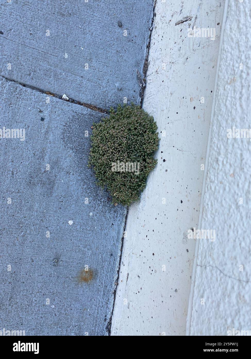 four-leaved allseed (Polycarpon tetraphyllum tetraphyllum) Plantae ...