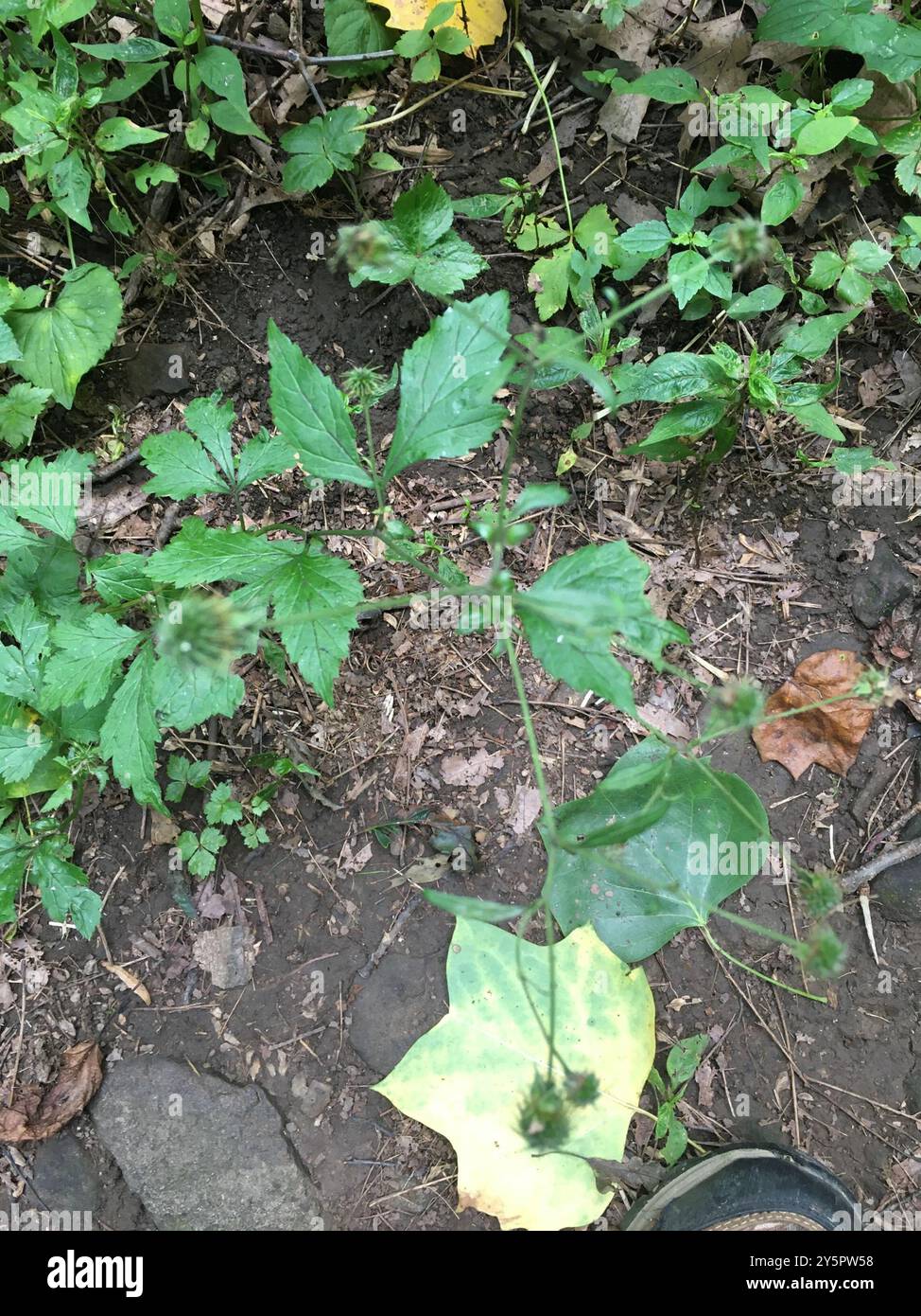 white avens (Geum canadense) Plantae Stock Photo - Alamy