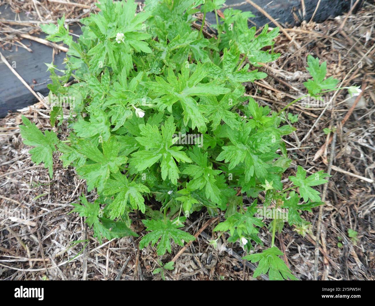 Siberian Crane's-bill (Geranium sibiricum) Plantae Stock Photo - Alamy