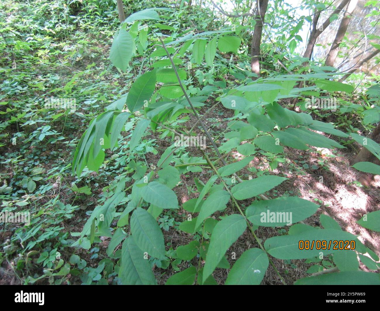 Manchurian walnut (Juglans mandshurica) Plantae Stock Photo - Alamy