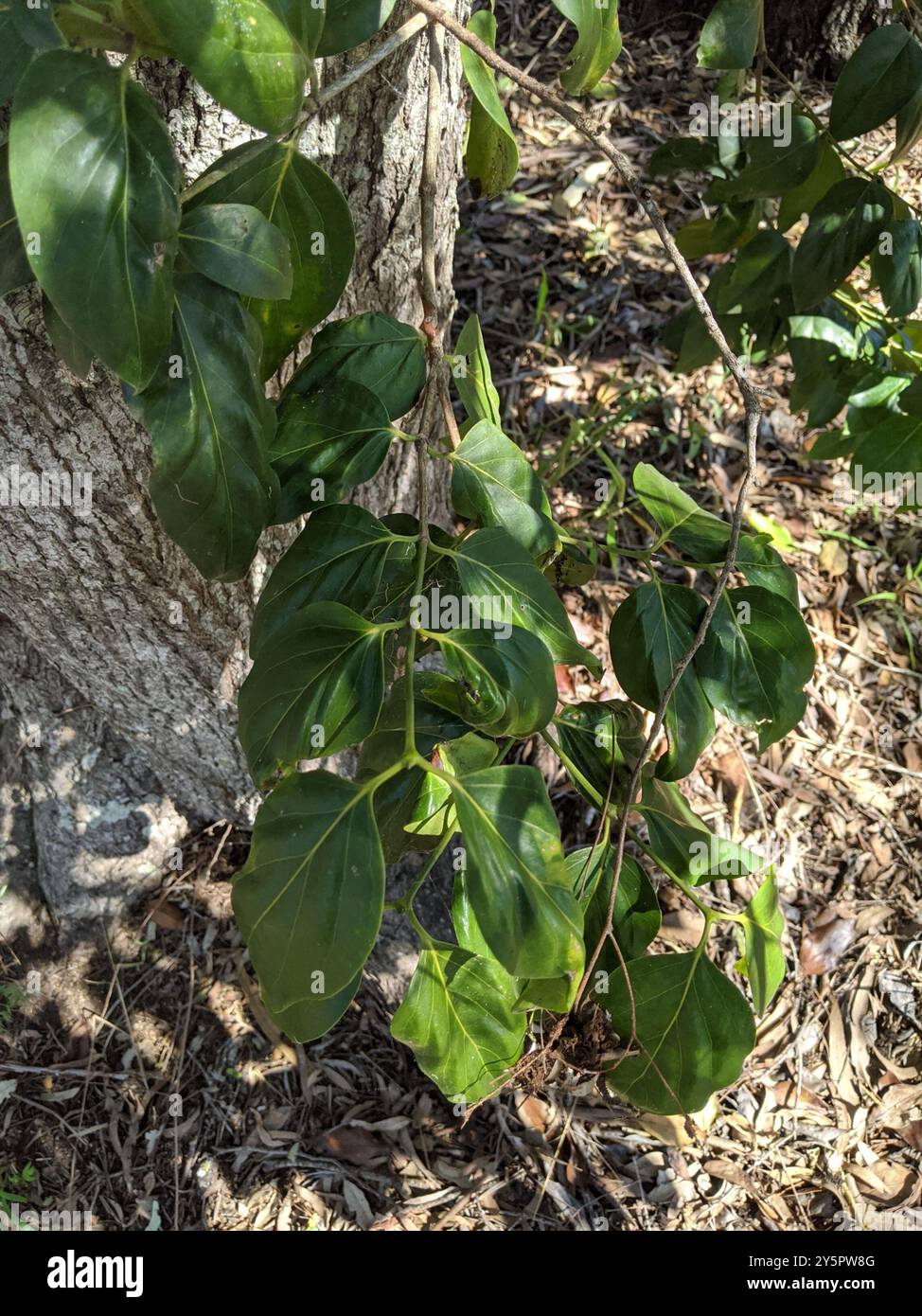 Large-leaved Canthium (Psydrax lamprophylla) Plantae Stock Photo - Alamy