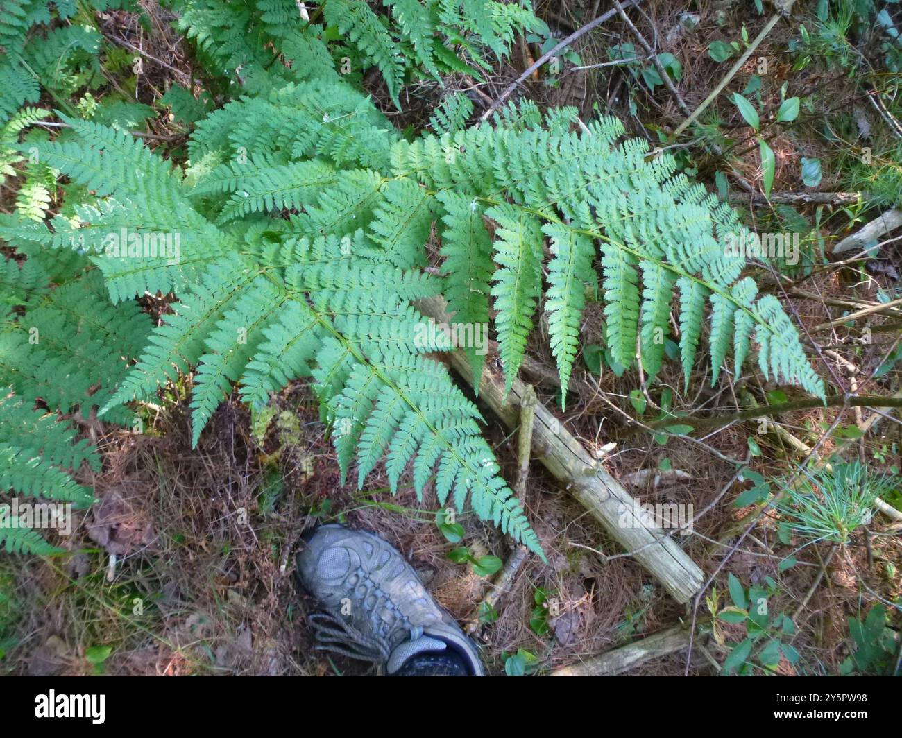 intermediate wood fern (Dryopteris intermedia) Plantae Stock Photo - Alamy