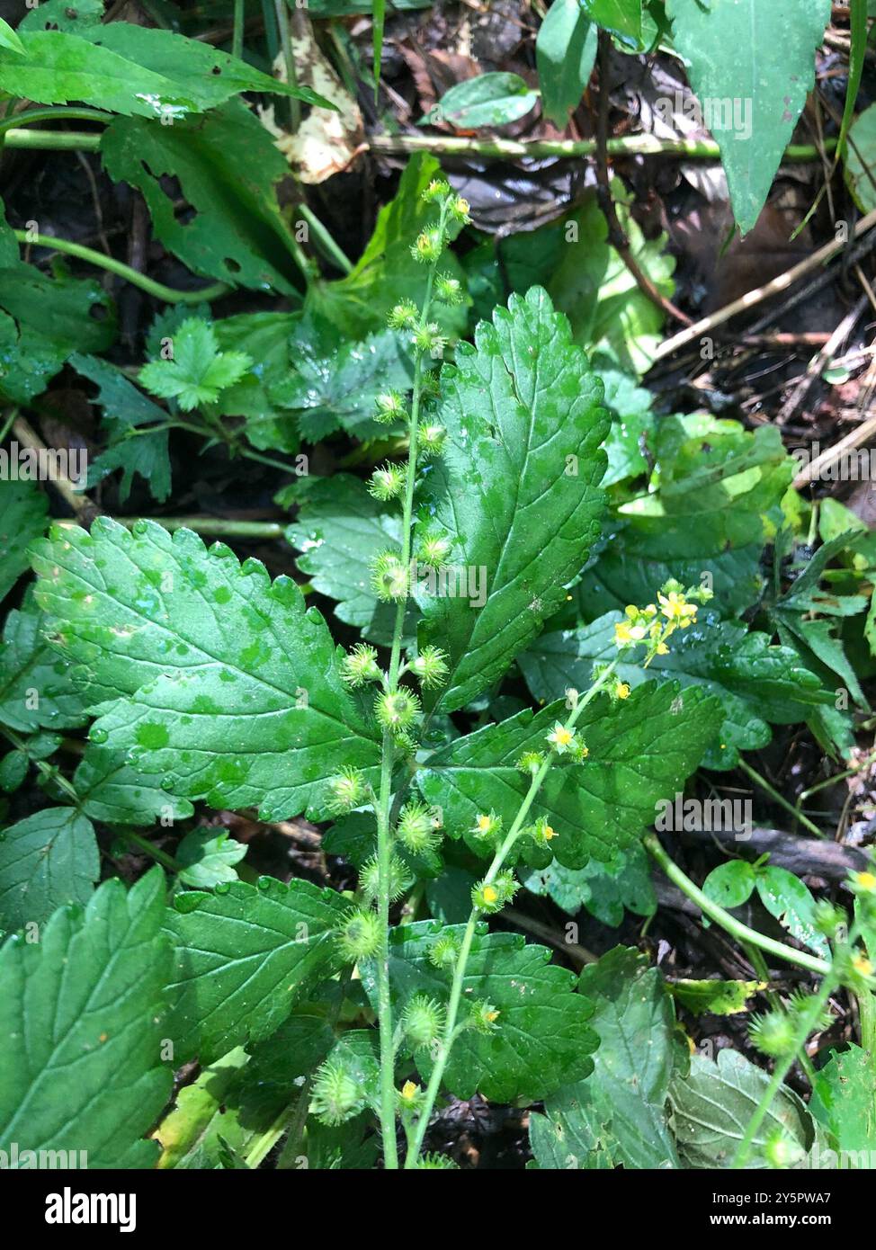 tall hairy agrimony (Agrimonia gryposepala) Plantae Stock Photo - Alamy
