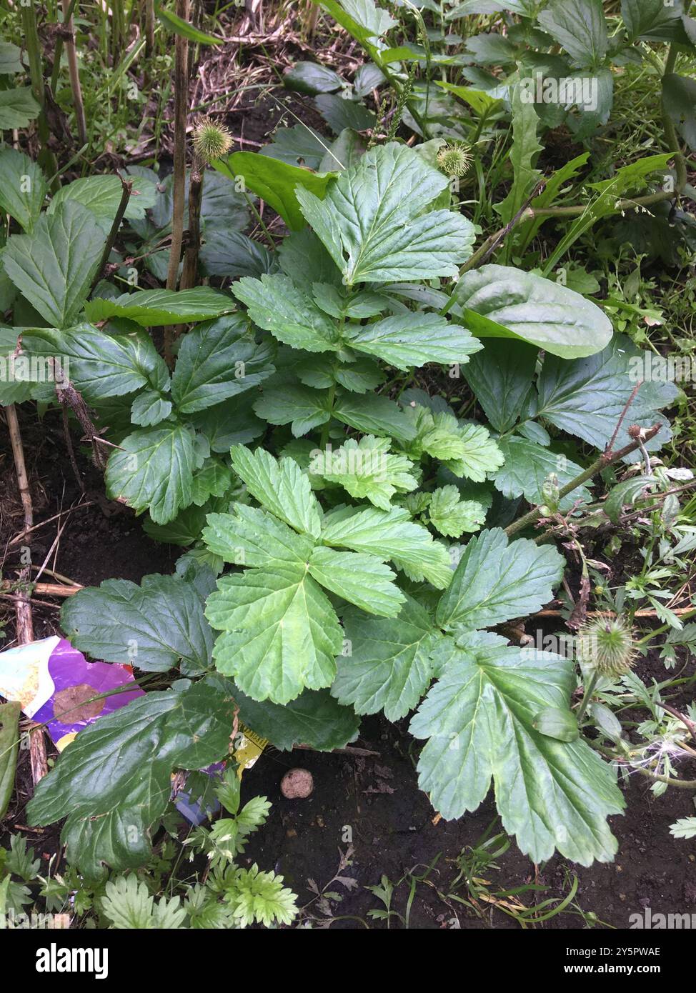 Yellow Avens (Geum aleppicum) Plantae Stock Photo - Alamy