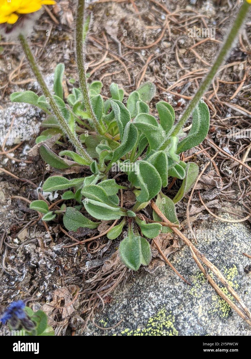 Alpine Yellow Fleabane (Erigeron aureus) Plantae Stock Photo - Alamy