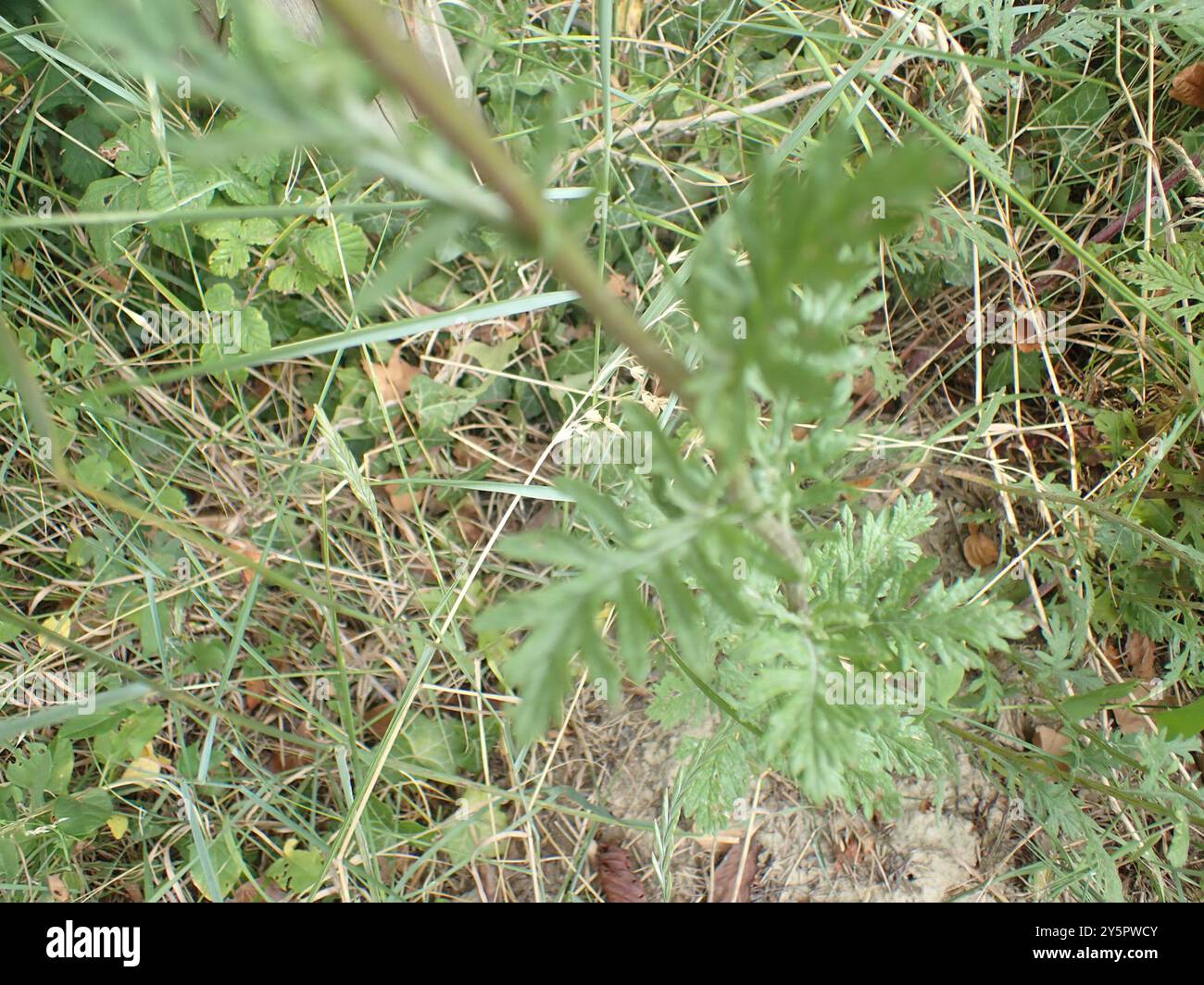 Hoary Ragwort (Jacobaea erucifolia) Plantae Stock Photo - Alamy