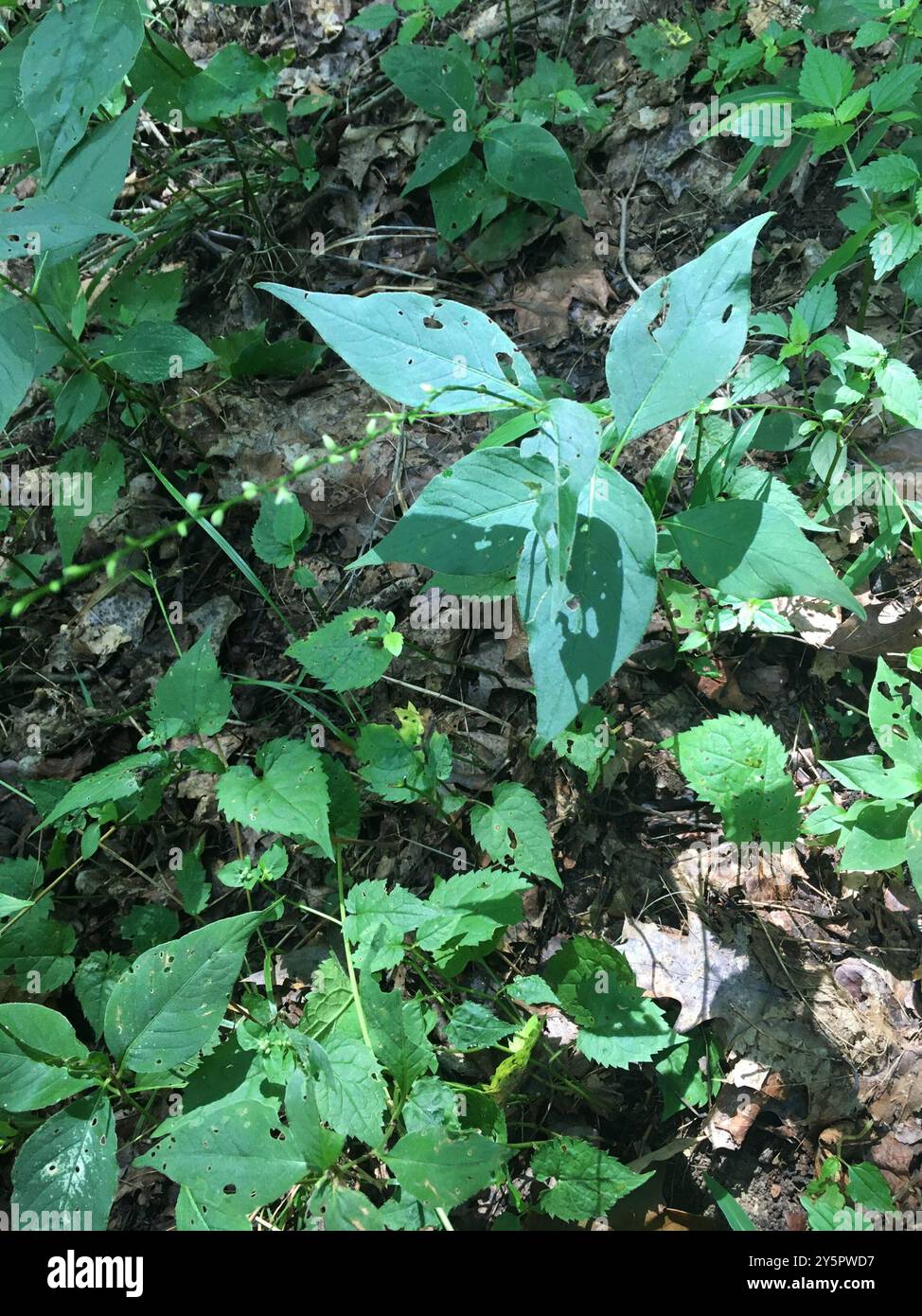 American jumpseed (Persicaria virginiana) Plantae Stock Photo - Alamy