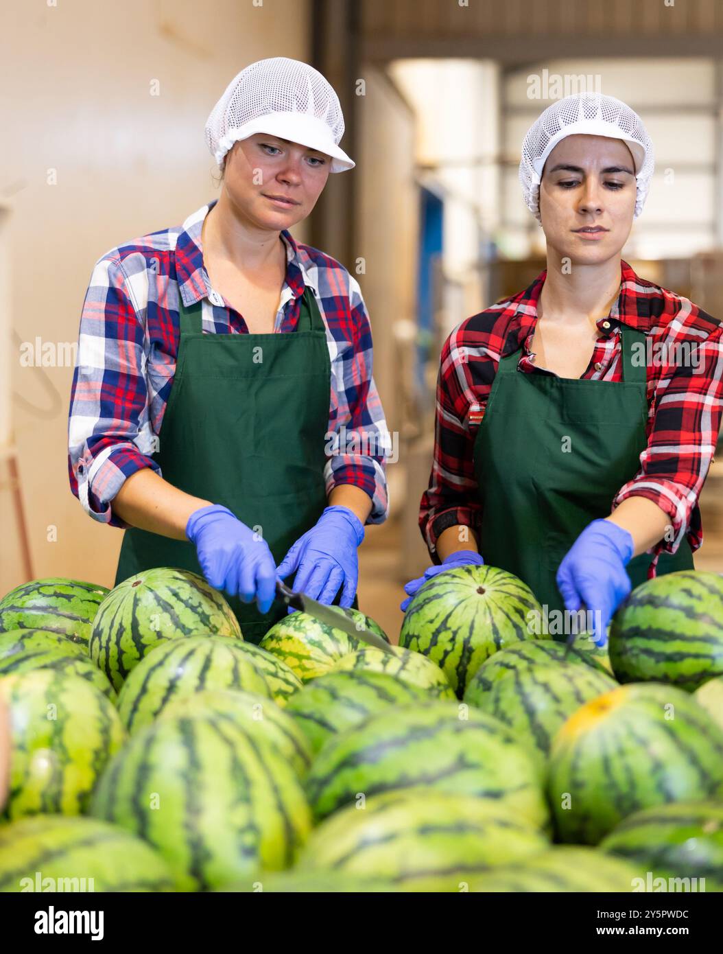 Women in uniform sorting watermelons in factory Stock Photo - Alamy