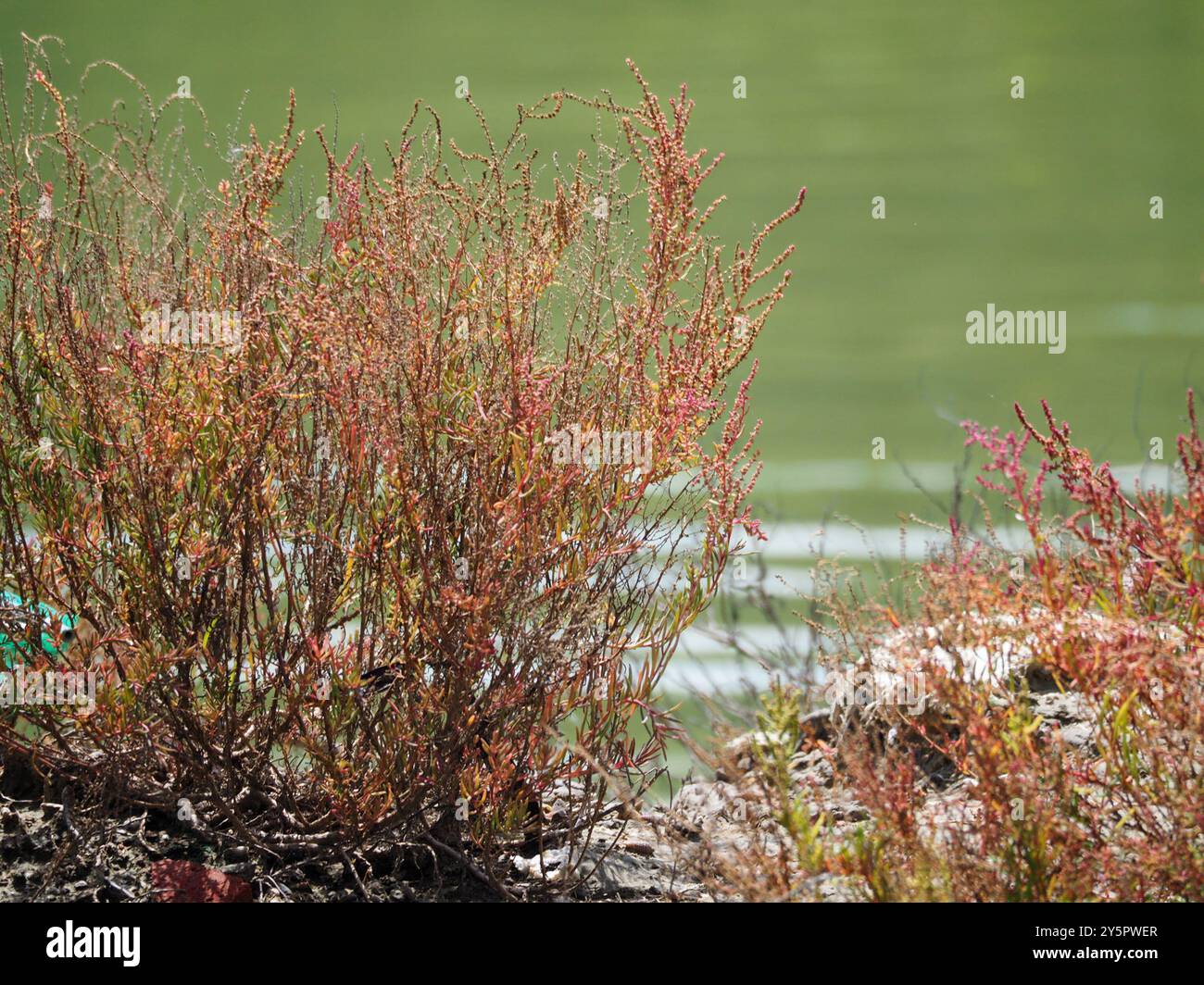 Herbaceous Seepweed (Suaeda maritima) Plantae Stock Photo - Alamy