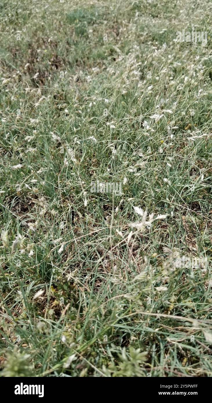 buffalograss (Bouteloua dactyloides) Plantae Stock Photo - Alamy