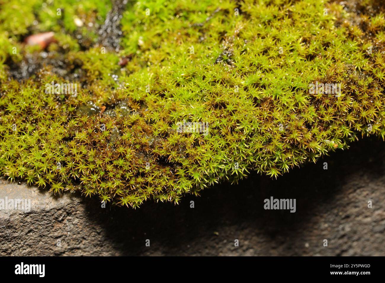 Star Moss (Syntrichia ruralis) Plantae Stock Photo - Alamy