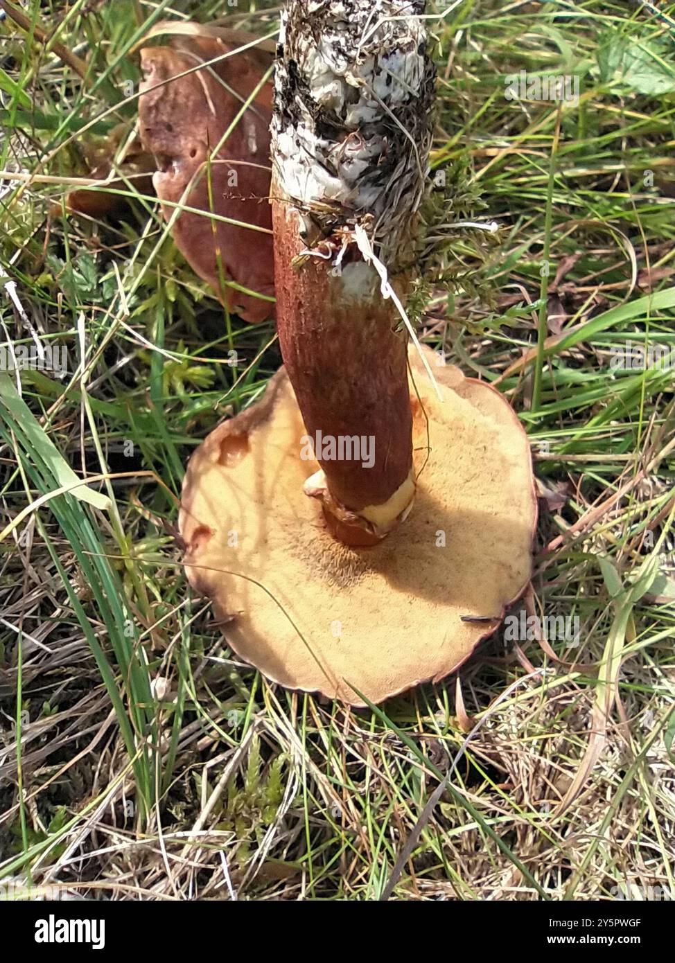 Purple-veiled Slippery Jack (Suillus luteus) Fungi Stock Photo - Alamy