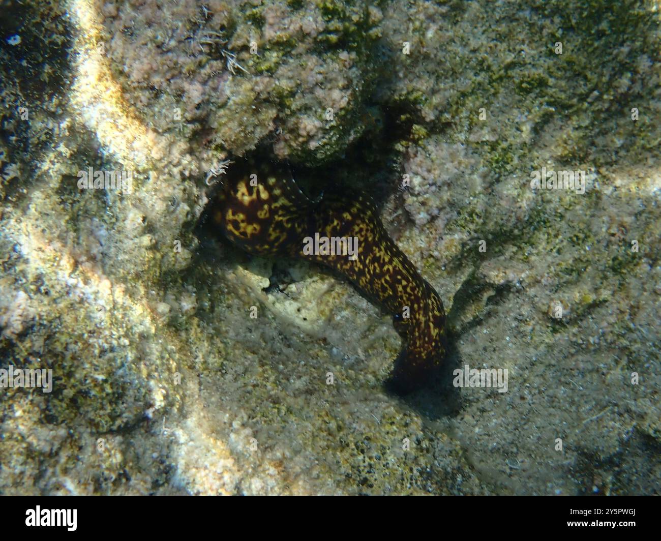 Mediterranean Moray (Muraena helena) Actinopterygii Stock Photo - Alamy
