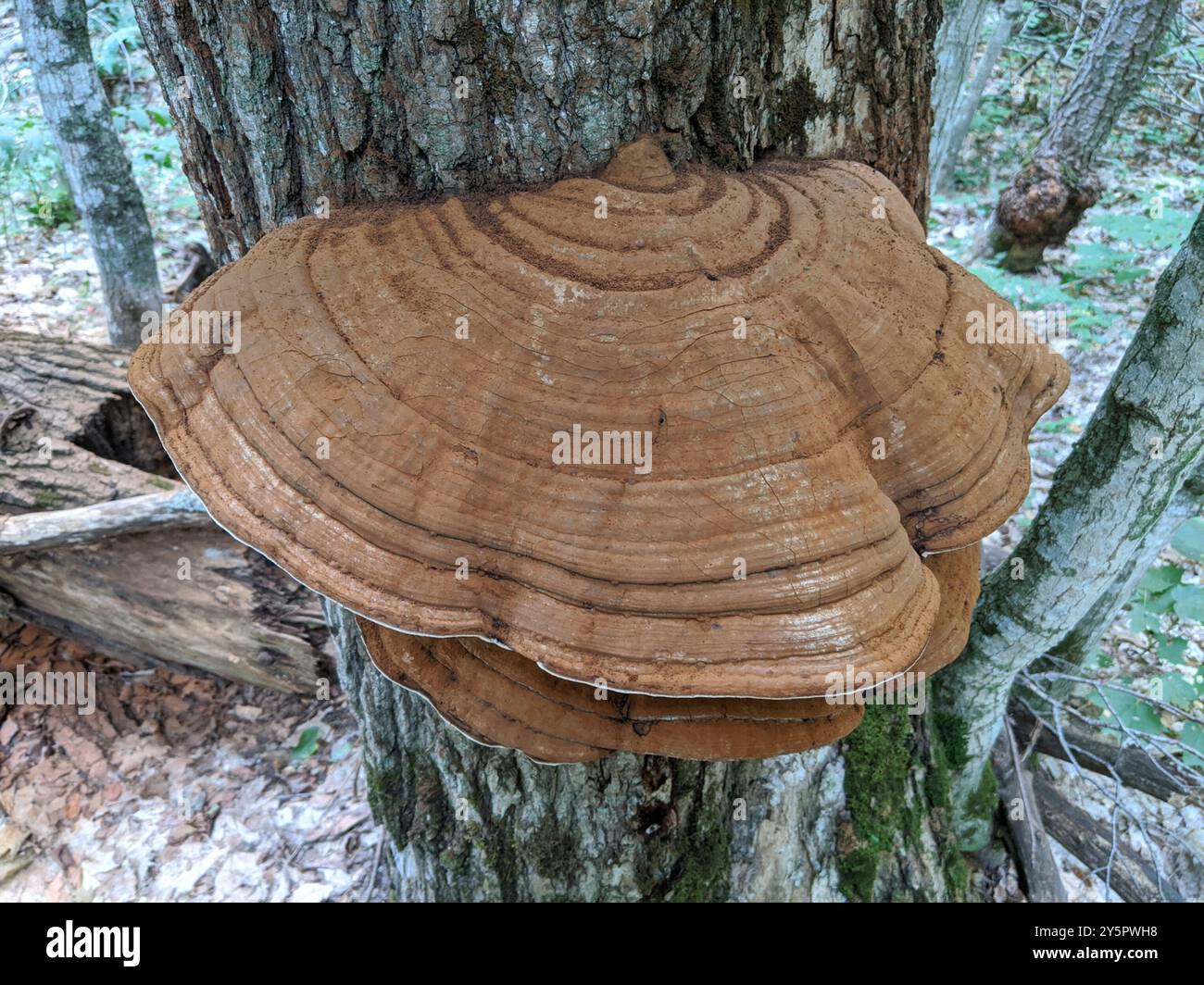 artist's bracket (Ganoderma applanatum) Fungi Stock Photo - Alamy