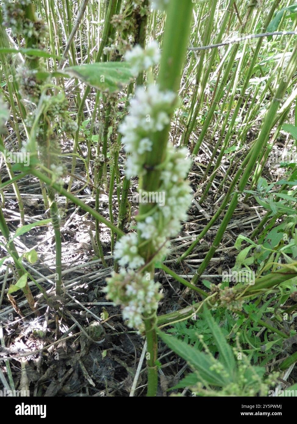 Greater Dodder (Cuscuta europaea) Plantae Stock Photo - Alamy