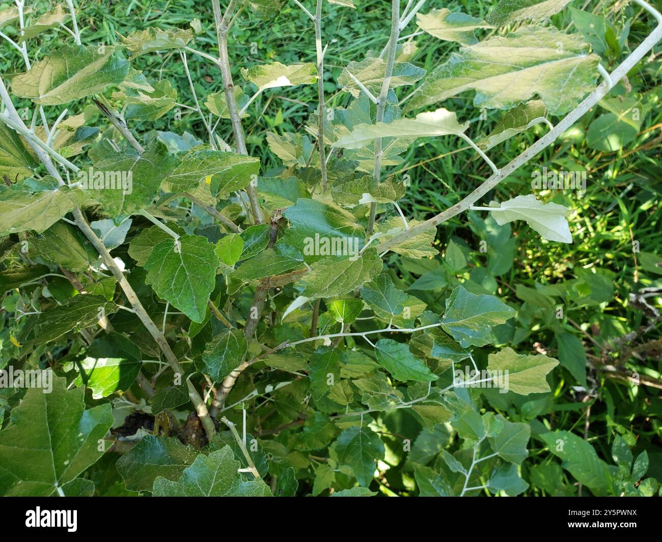 white poplar (Populus alba) Plantae Stock Photo - Alamy