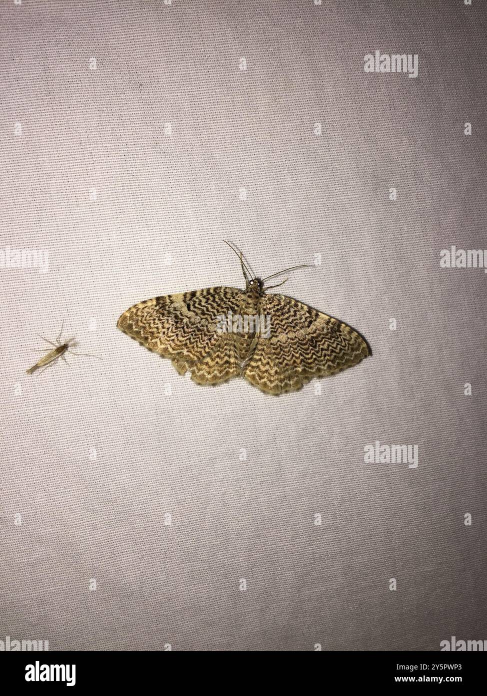 Scallop Shell Moths (Hydria undulata) Insecta Stock Photo - Alamy