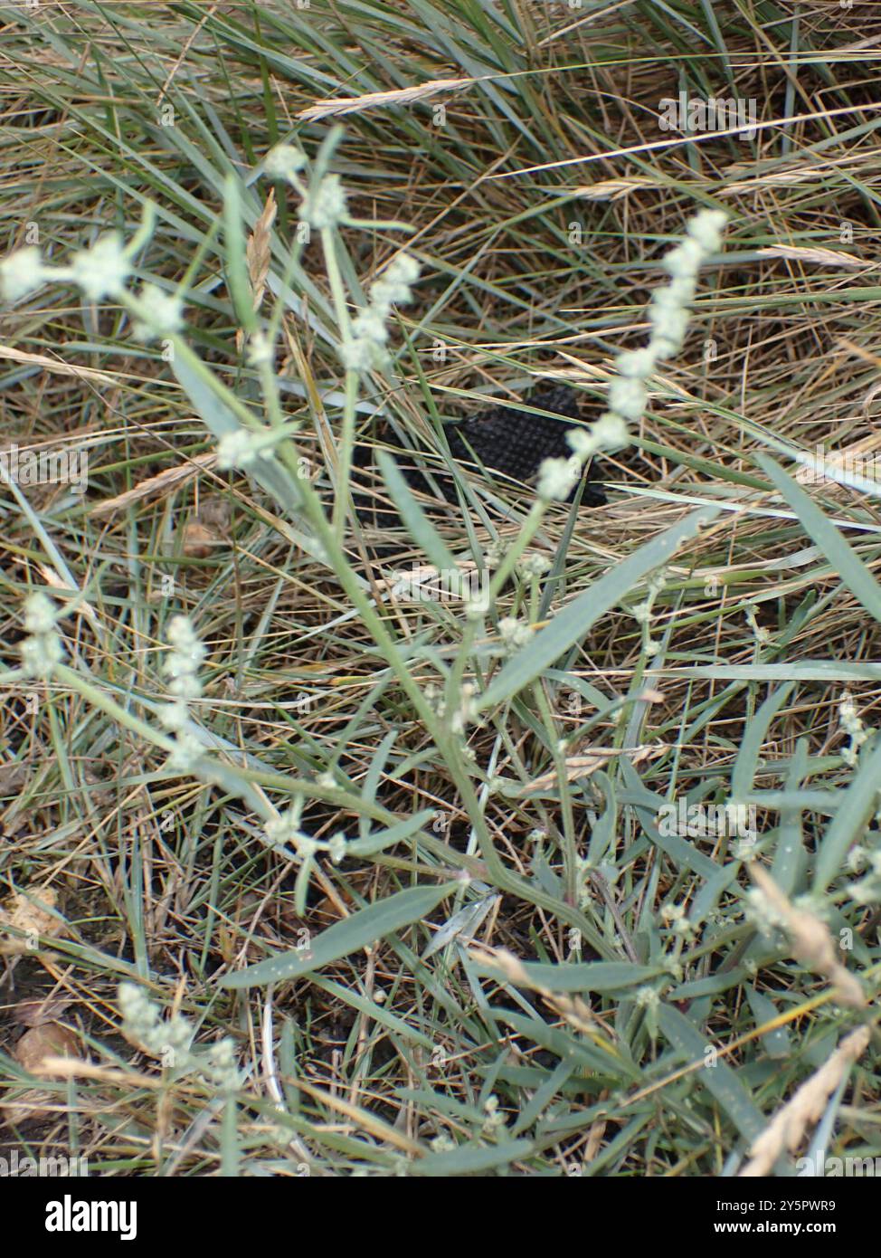 Grass-leaved Orache (Atriplex littoralis) Plantae Stock Photo - Alamy