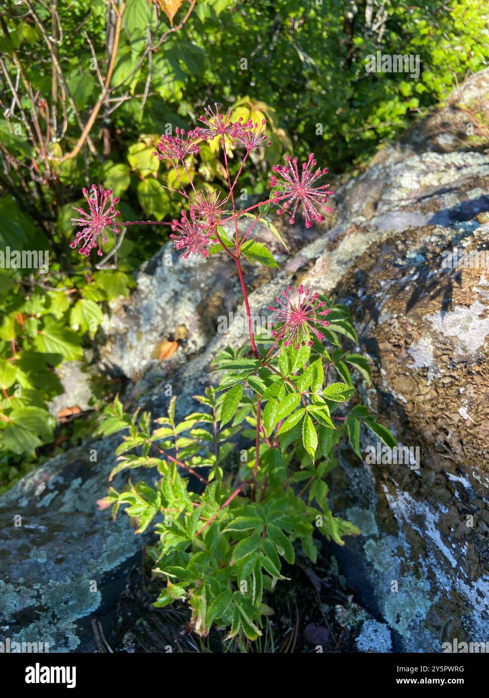 bristly sarsaparilla (Aralia hispida) Plantae Stock Photo - Alamy