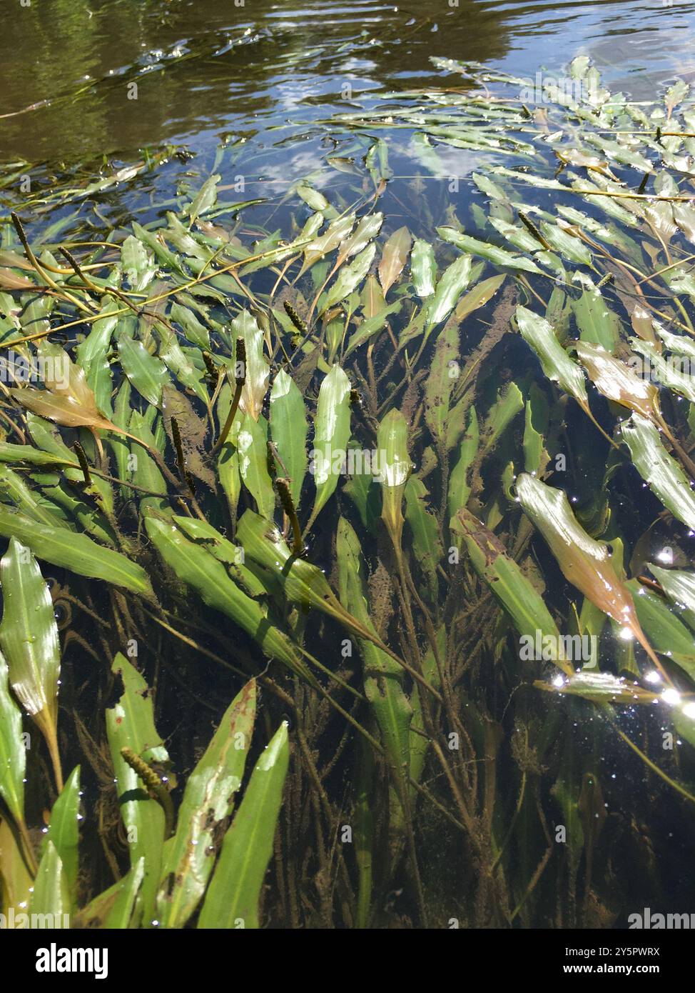 shining pondweed (Potamogeton illinoensis) Plantae Stock Photo - Alamy