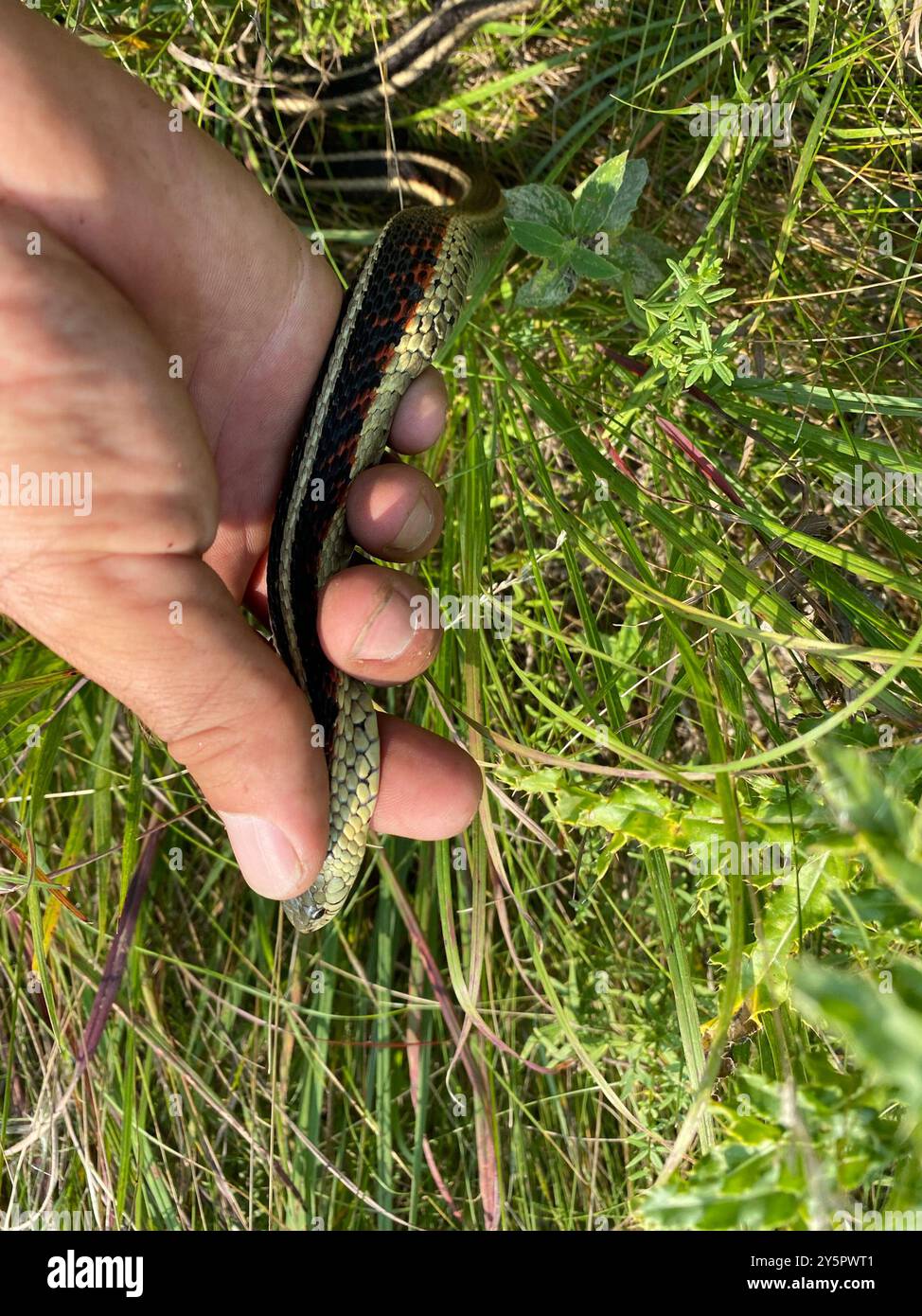 Red-sided Garter Snake (Thamnophis sirtalis parietalis) Reptilia Stock ...