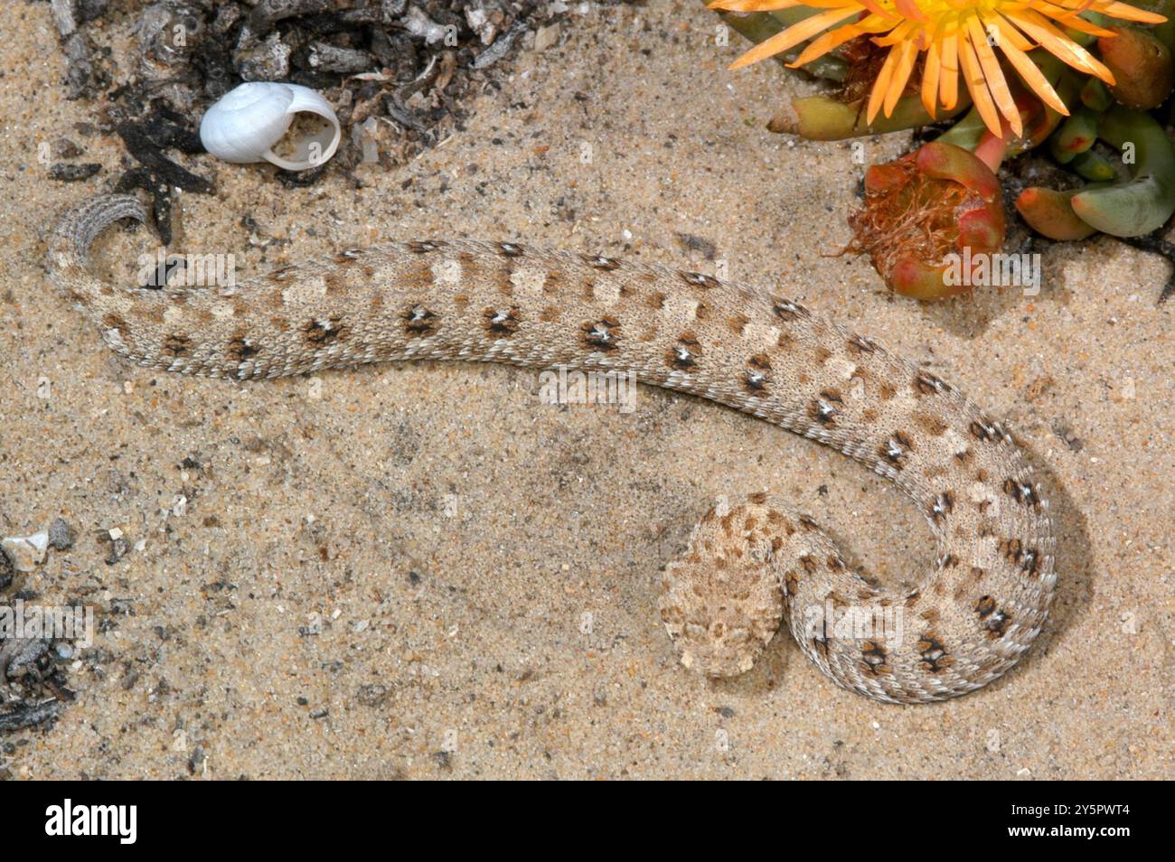 Namaqua Dwarf Adder (Bitis schneideri) Reptilia Stock Photo - Alamy