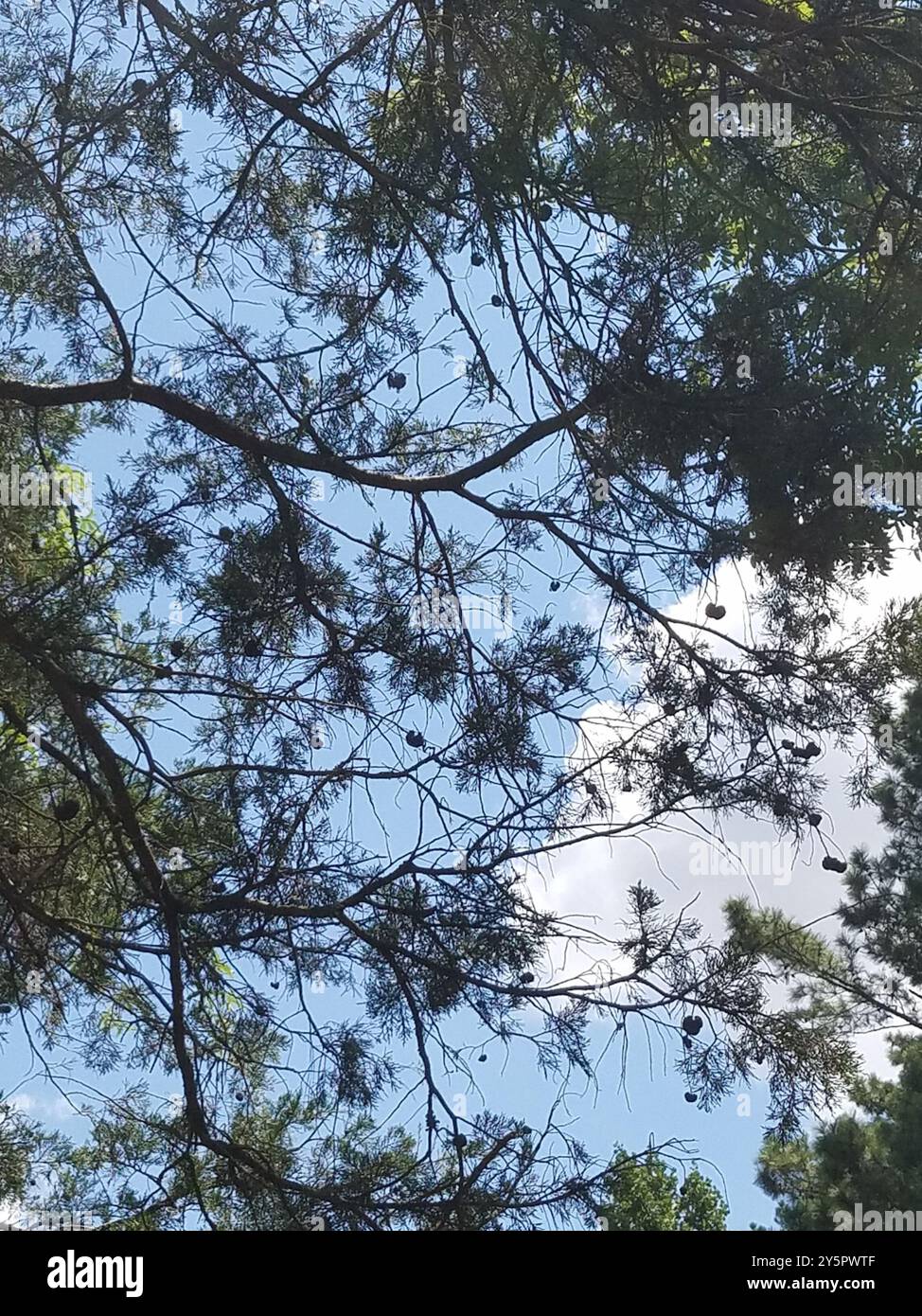 juniper-apple rust (Gymnosporangium juniperi-virginianae) Fungi Stock ...