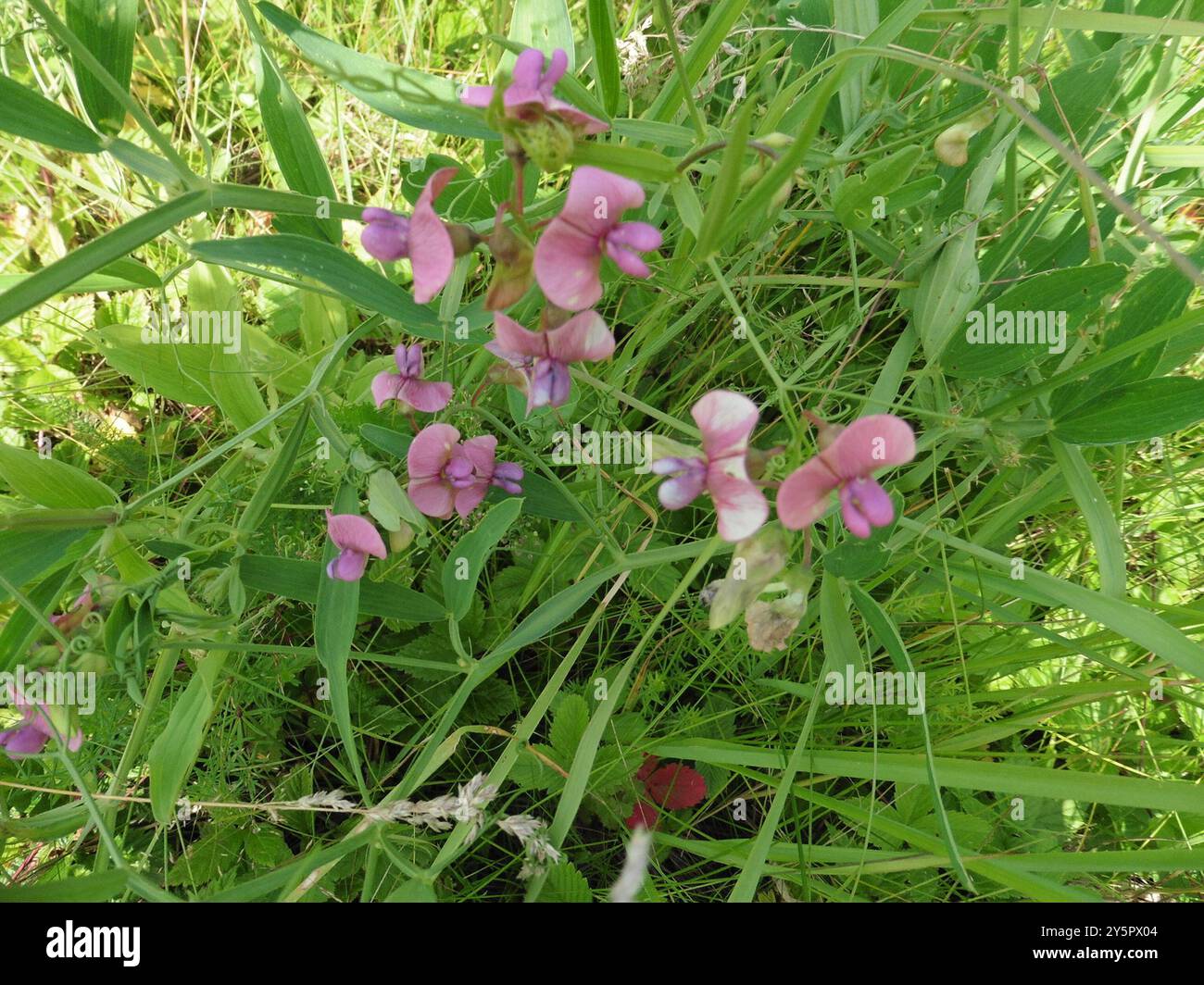 Narrow-leaved Everlasting-pea (Lathyrus sylvestris) Plantae Stock Photo ...