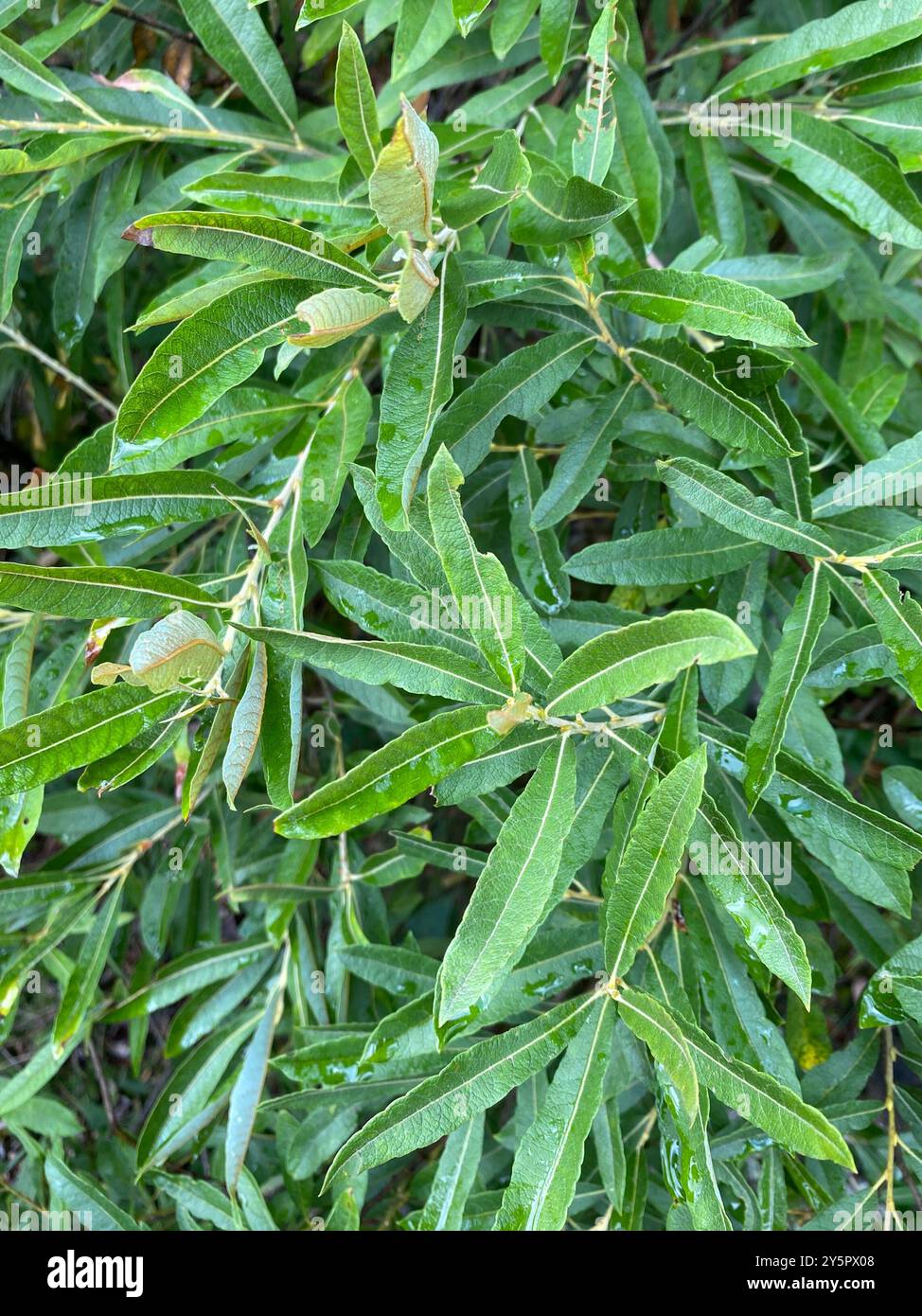Prairie Willow (Salix humilis humilis) Plantae Stock Photo - Alamy