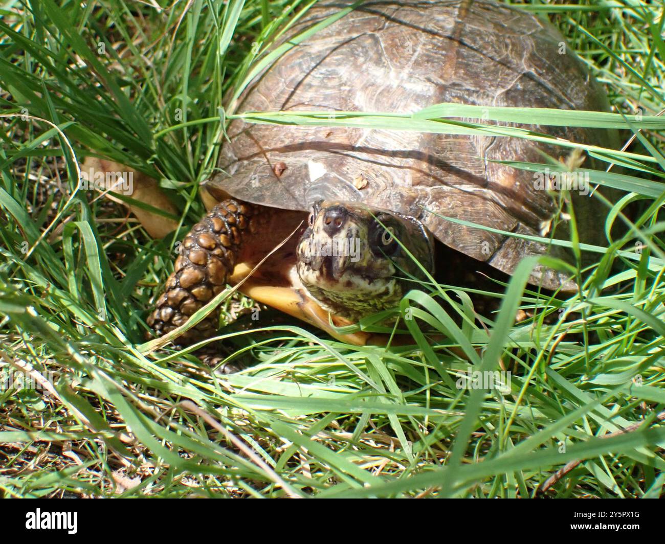 Gulf coast box turtle hi-res stock photography and images - Alamy