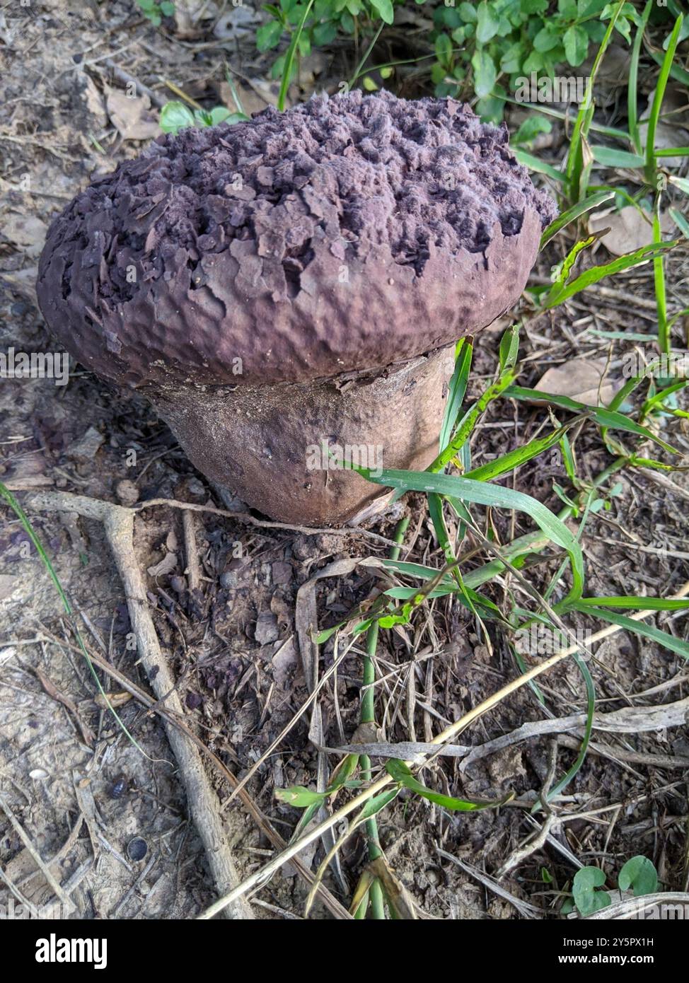 Purple-spored Puffball (Calvatia cyathiformis) Fungi Stock Photo - Alamy