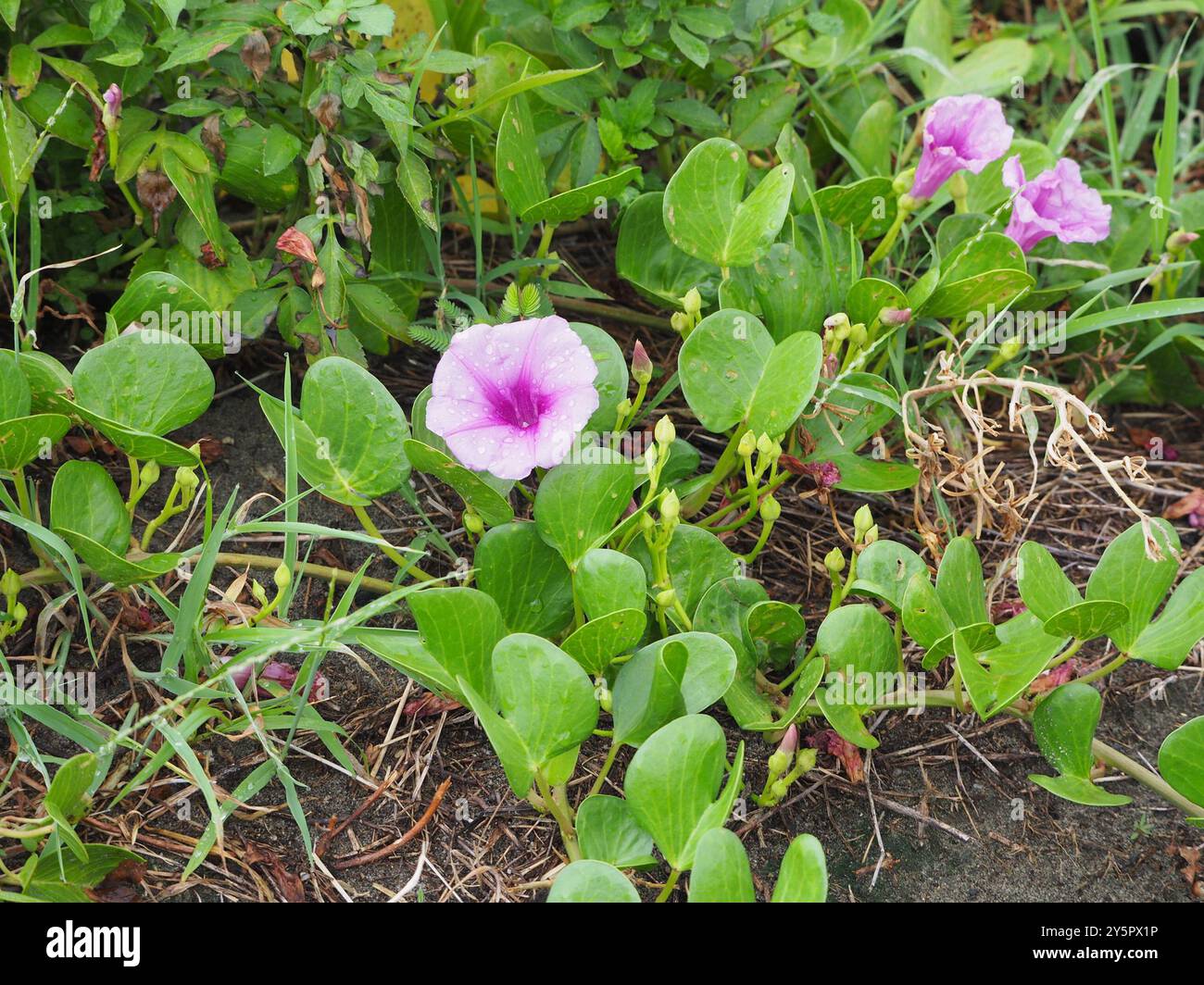 Beach Morning Glory (Ipomoea pes-caprae) Plantae Stock Photo - Alamy