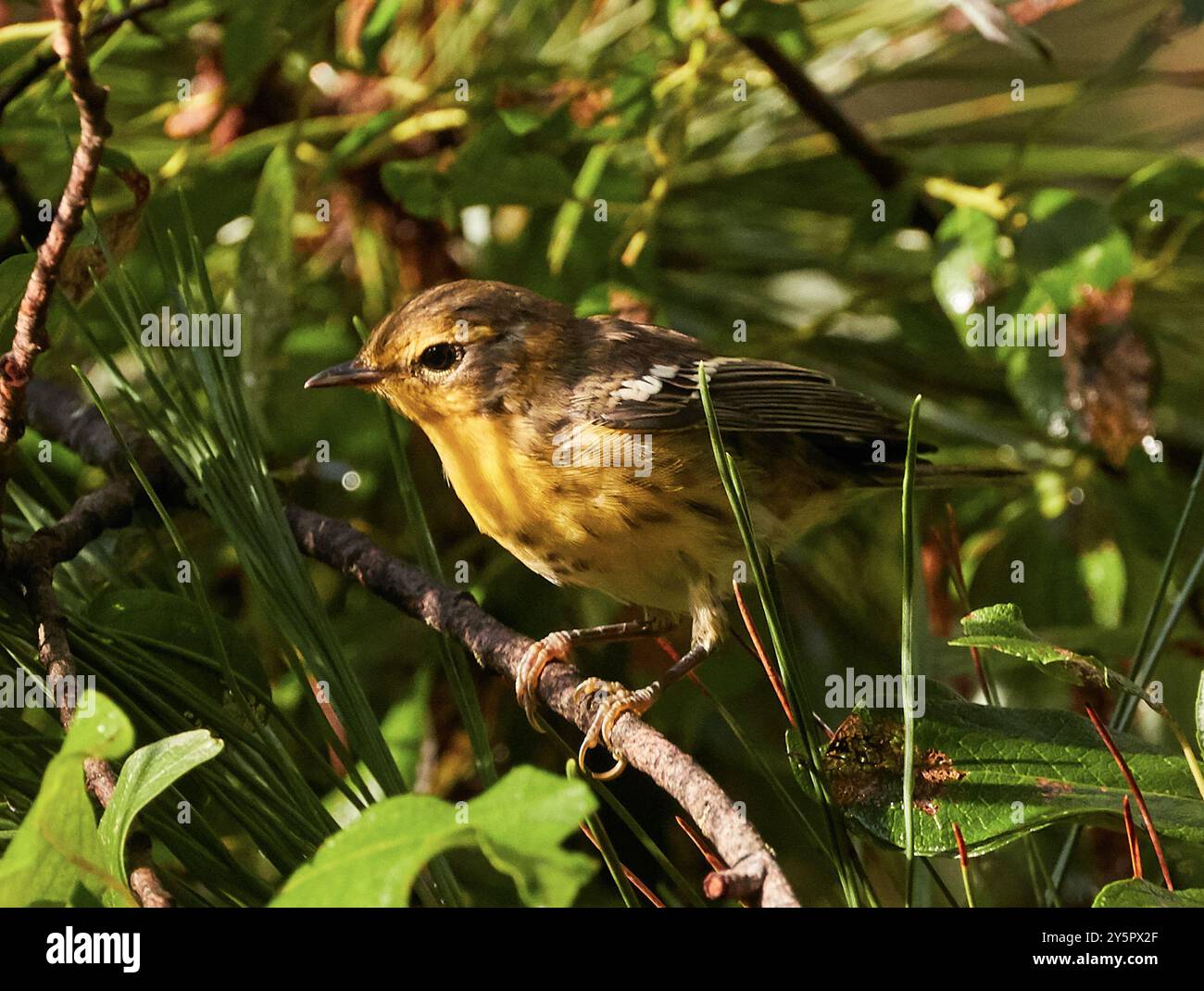 Blackburnian Warbler (Setophaga fusca) Aves Stock Photo - Alamy