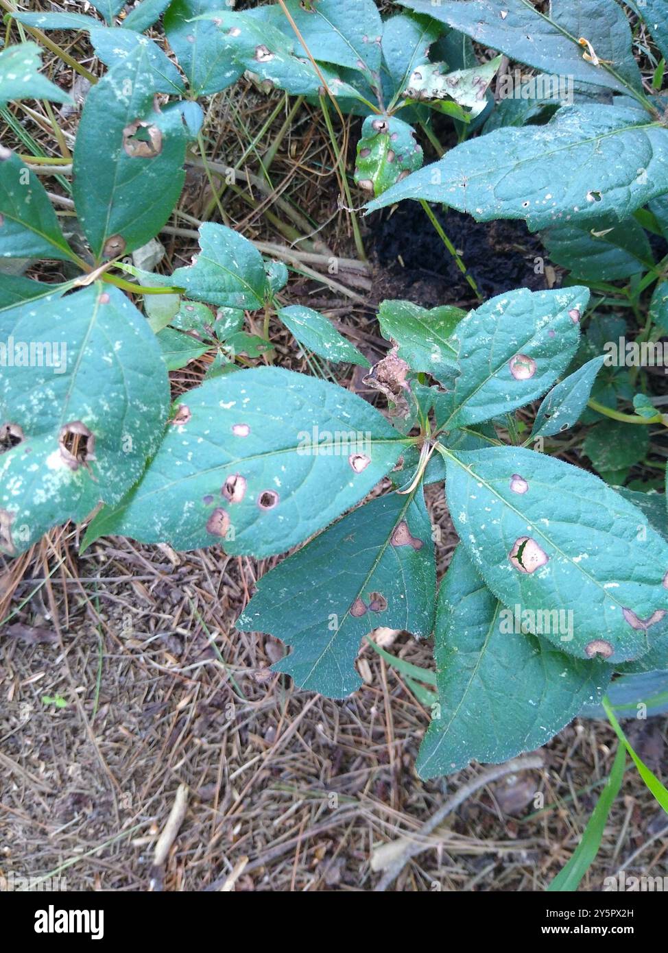 Poison Ivy Leaf Spot (Cercosporella toxicodendri) Fungi Stock Photo - Alamy