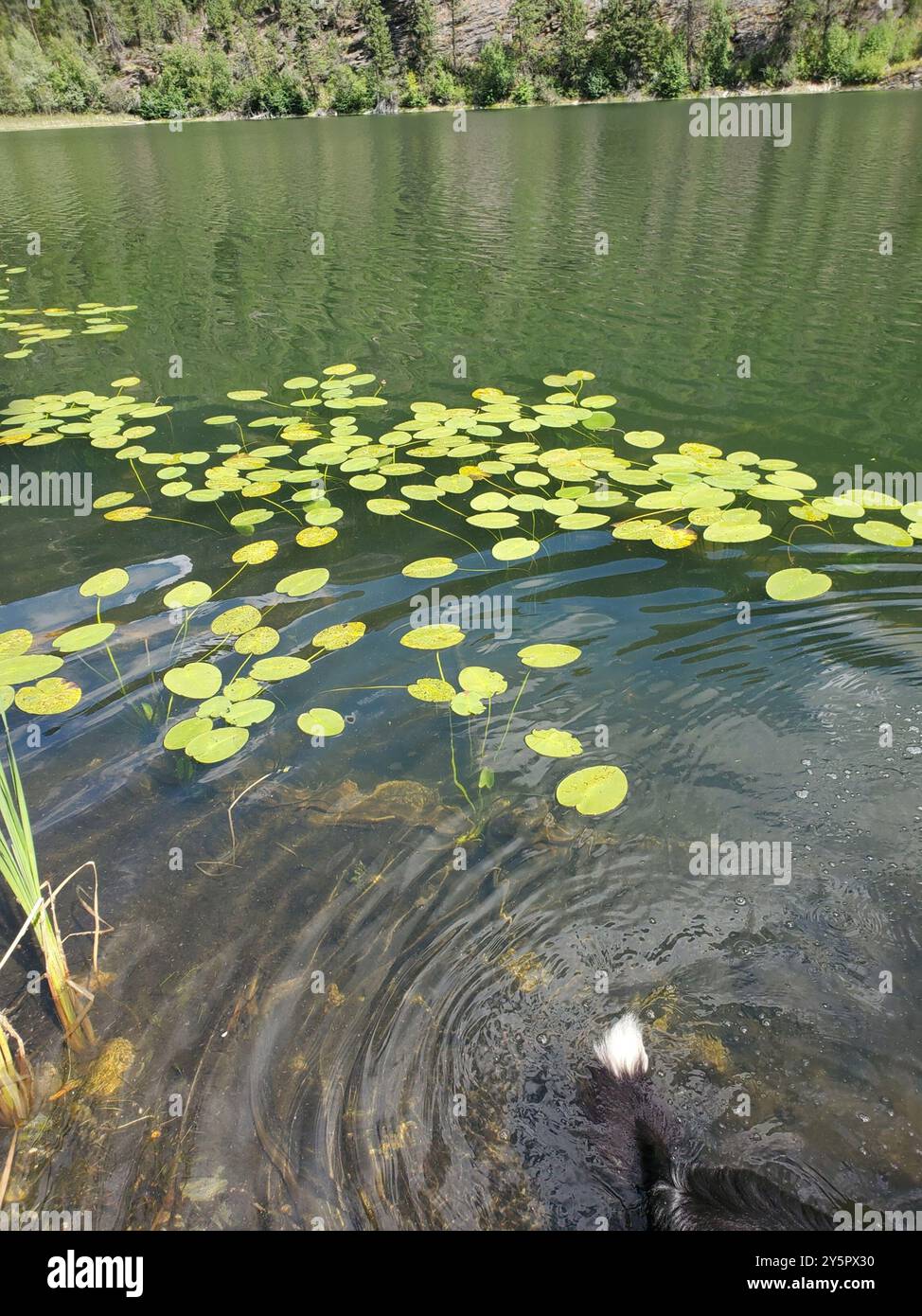 Variegated Yellow Pond-Lily (Nuphar variegata) Plantae Stock Photo - Alamy
