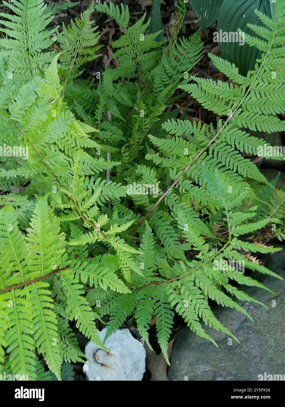 southern lady fern (Athyrium asplenioides) Plantae Stock Photo - Alamy