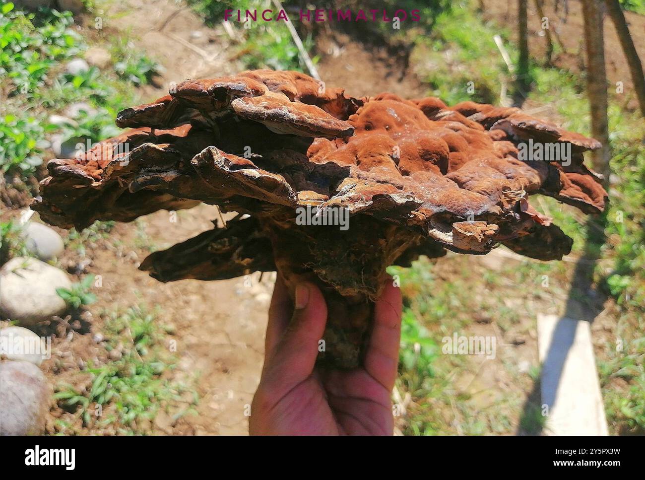 Talpae hi-res stock photography and images - Alamy