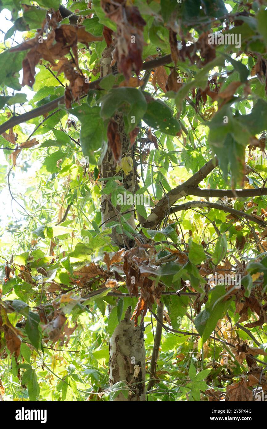 western sycamore (Platanus racemosa) Plantae Stock Photo - Alamy