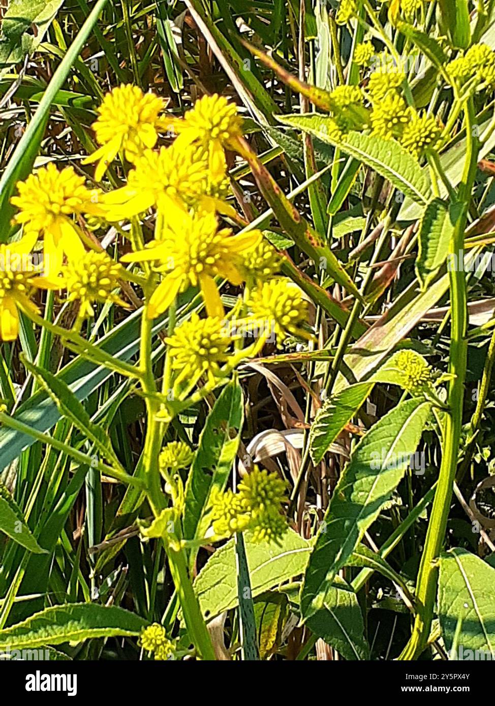 Wingstem (Verbesina alternifolia) Plantae Stock Photo - Alamy
