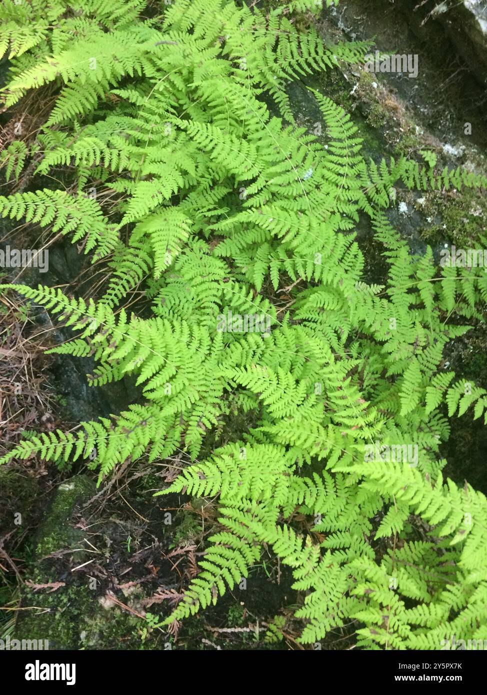 Cystopteris bulbifera hi-res stock photography and images - Alamy