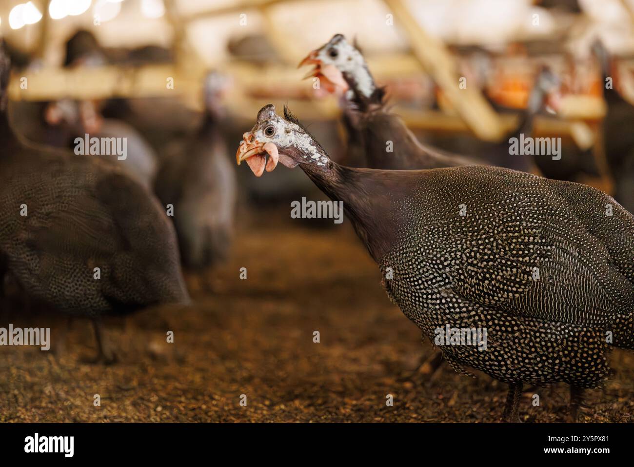 A group of guinea fowls on a poultry farm pecking at a feeder. Growing ...
