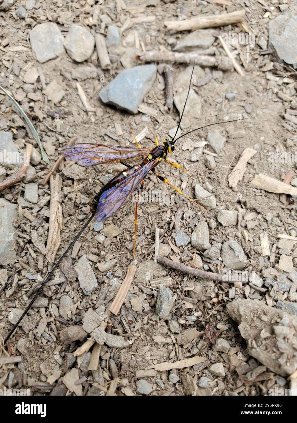 Western Giant Ichneumonid Wasp (Megarhyssa nortoni nortoni) Insecta ...