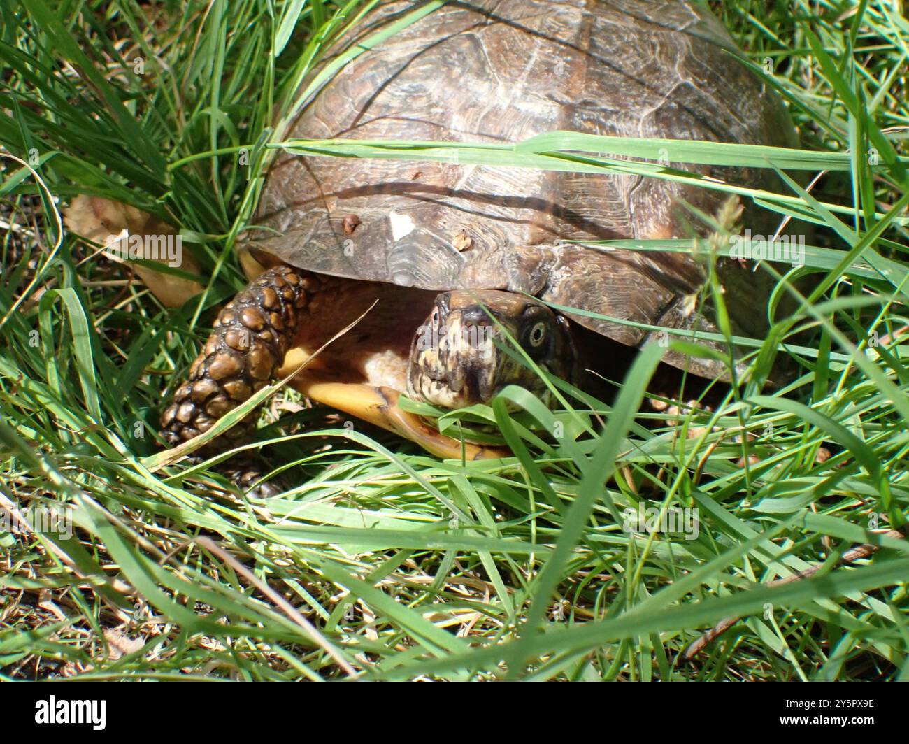 Gulf coast box turtle hi-res stock photography and images - Alamy