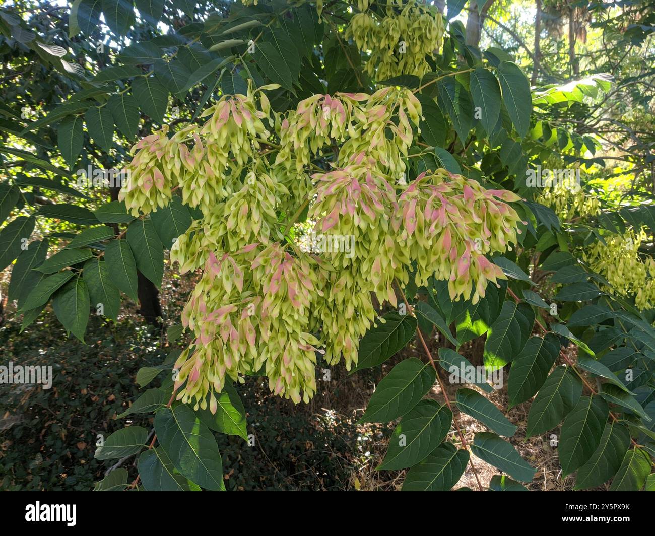 tree-of-heaven (Ailanthus altissima) Plantae Stock Photo - Alamy