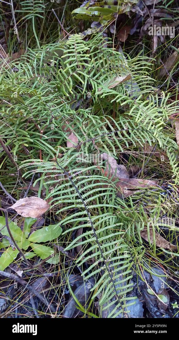 scrambling coral-fern (Gleichenia microphylla) Plantae Stock Photo - Alamy