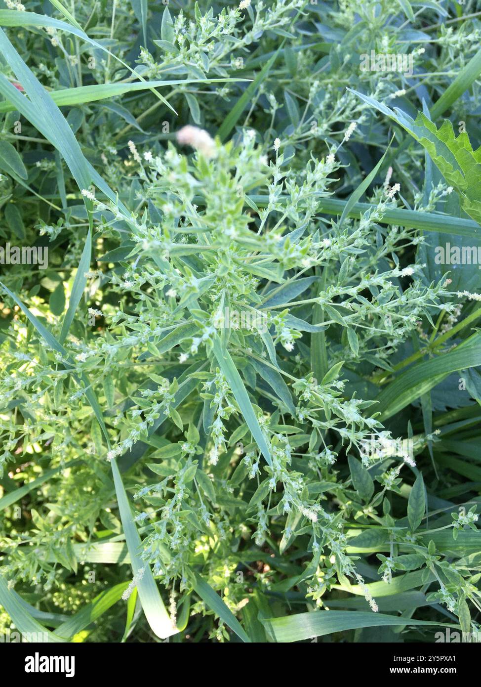 Russian pigweed hi-res stock photography and images - Alamy