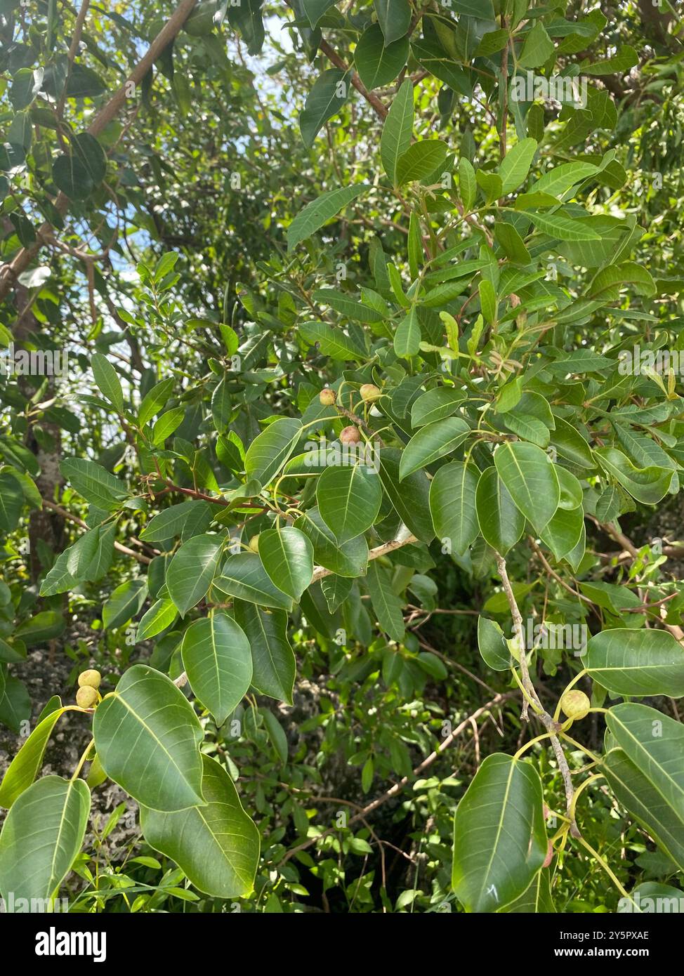 Shortleaf Fig (Ficus citrifolia) Plantae Stock Photo - Alamy