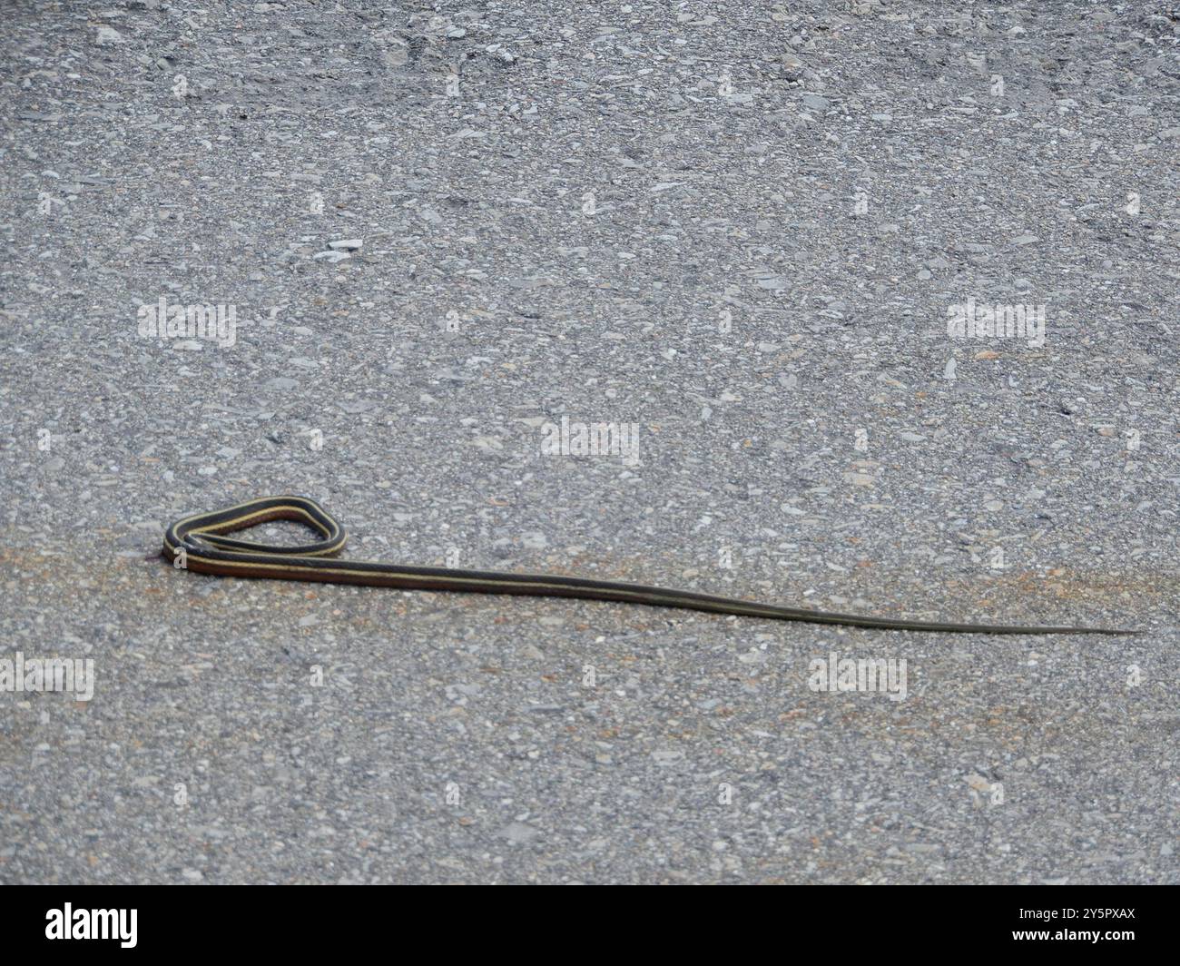 Northern Ribbon Snake (Thamnophis saurita septentrionalis) Reptilia ...