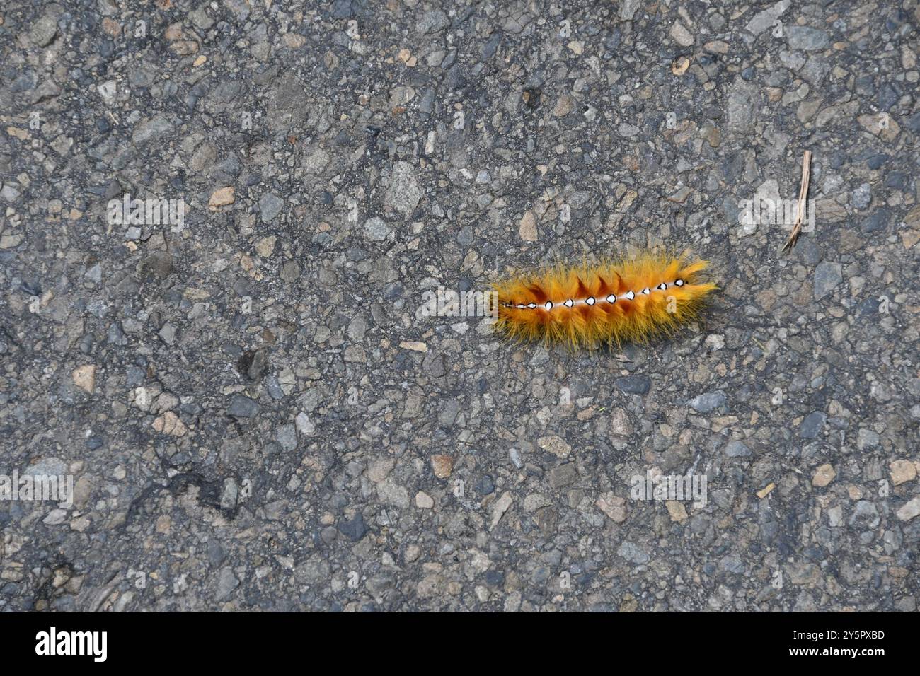 Sycamore Moth (Acronicta aceris) Insecta Stock Photo - Alamy