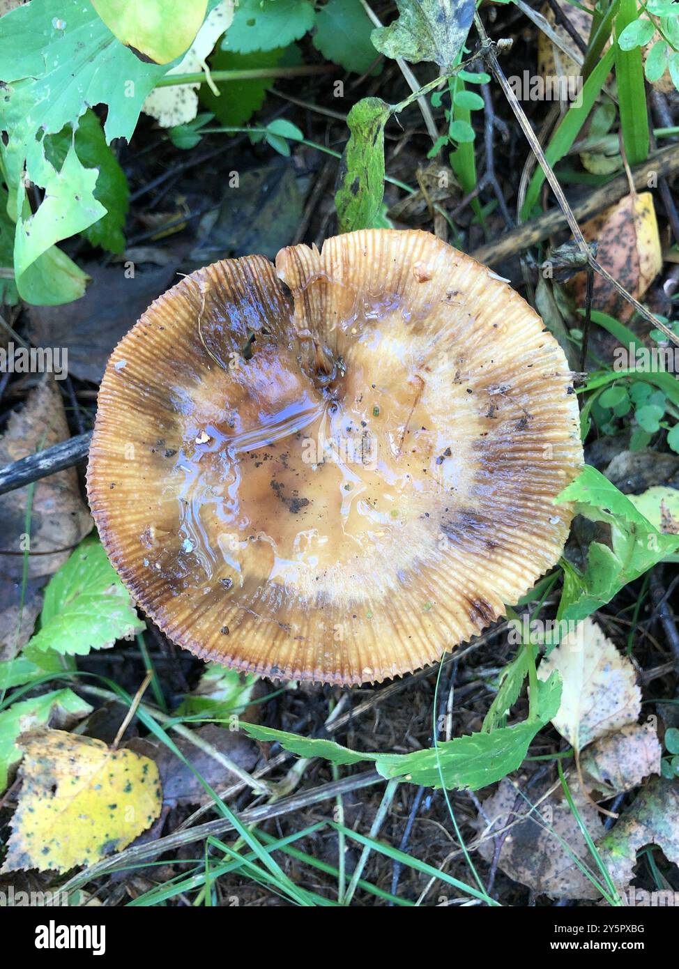 Stinking Brittlegill (Russula foetens) Fungi Stock Photo - Alamy